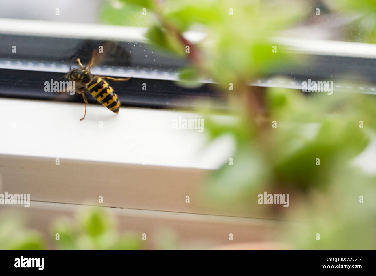 Wasp at window Stock Photo - Alamy