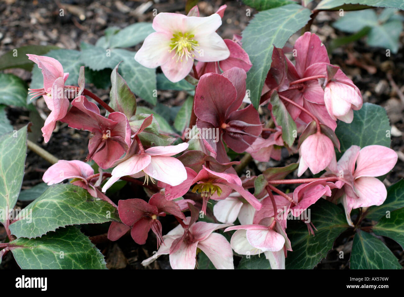 Low glow hi-res stock photography and images - Alamy