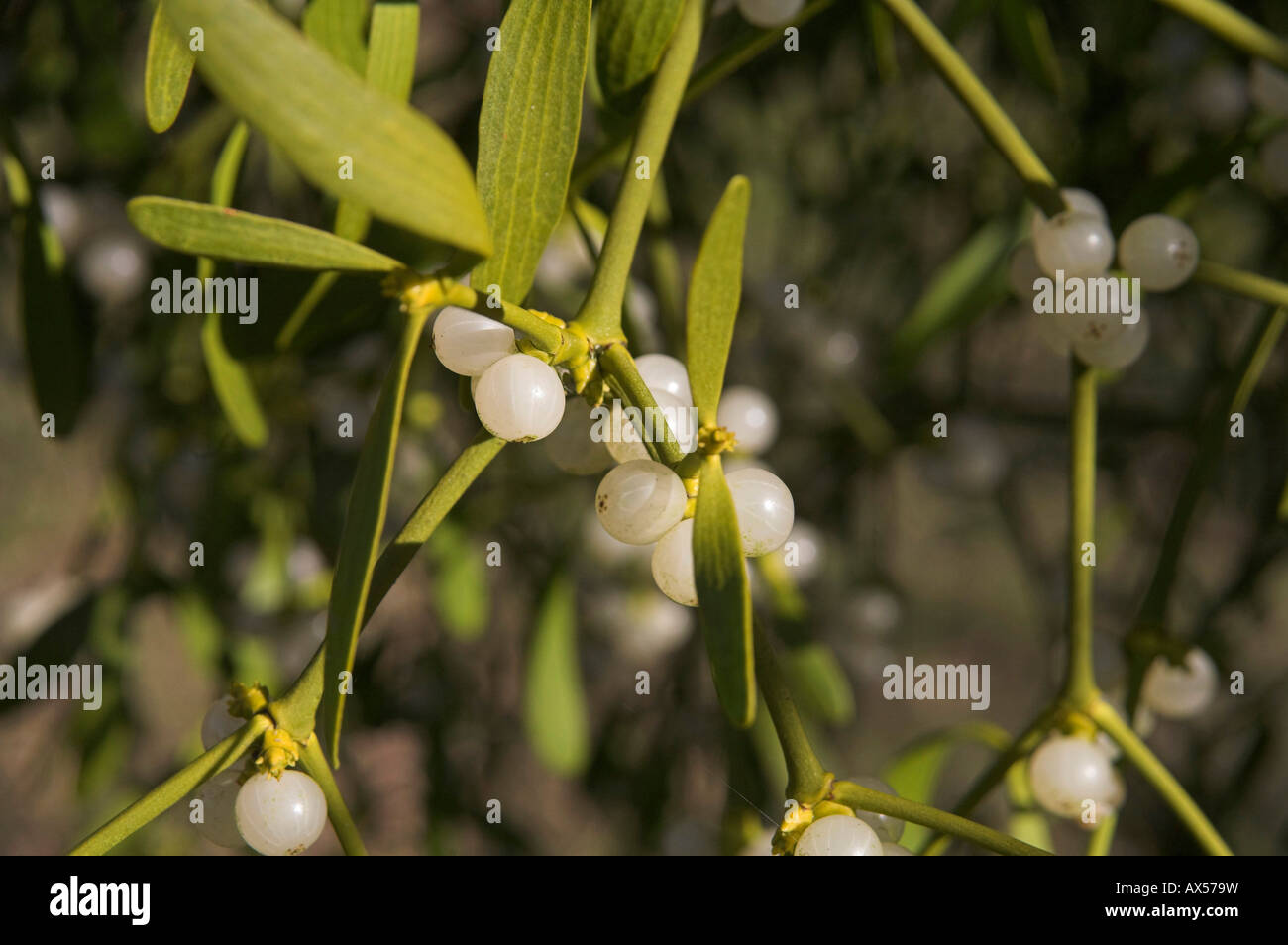 Mistletoe druid hi-res stock photography and images - Alamy