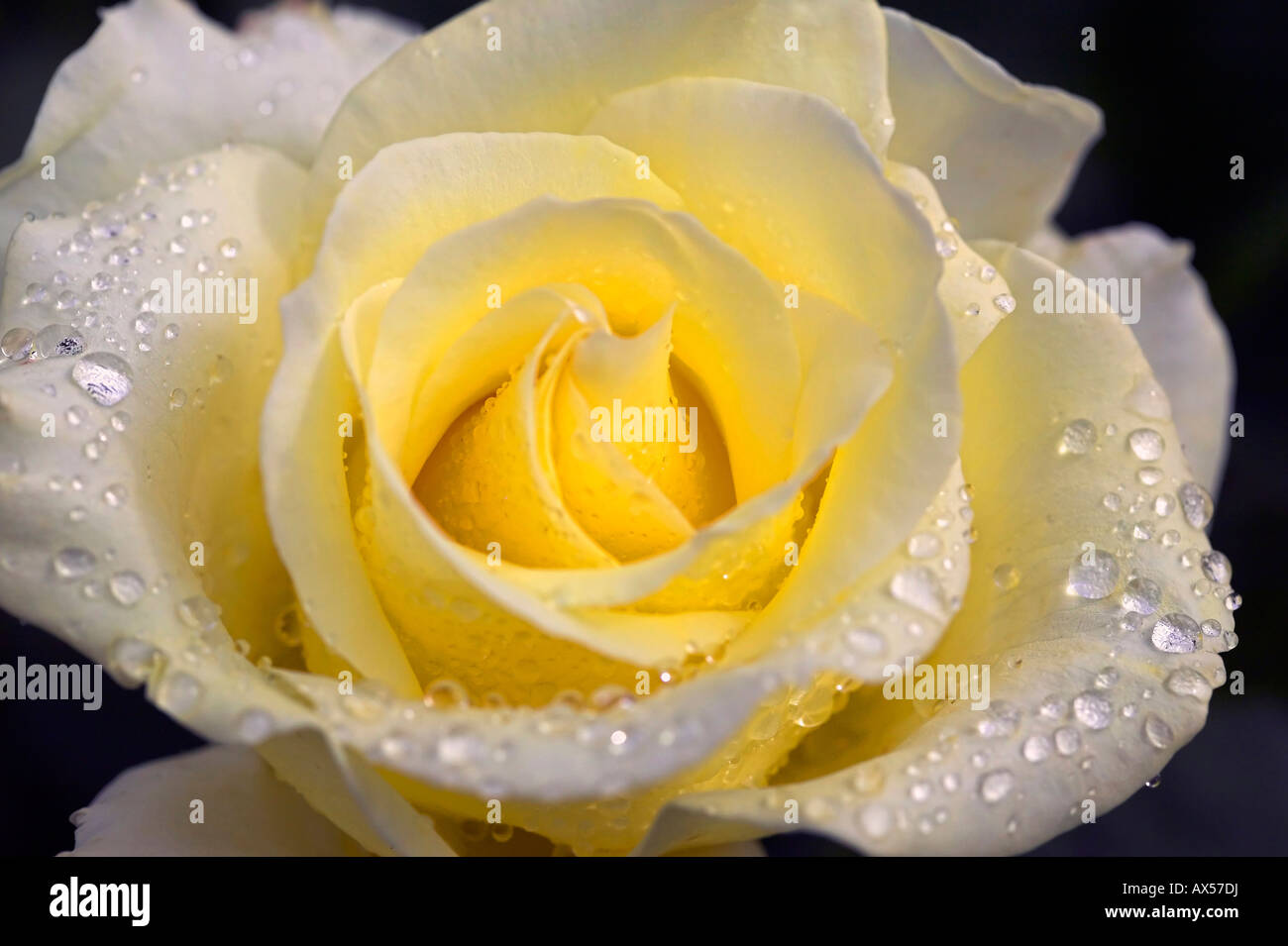 Yellow Water Rose High Resolution Stock Photography and Images - Alamy