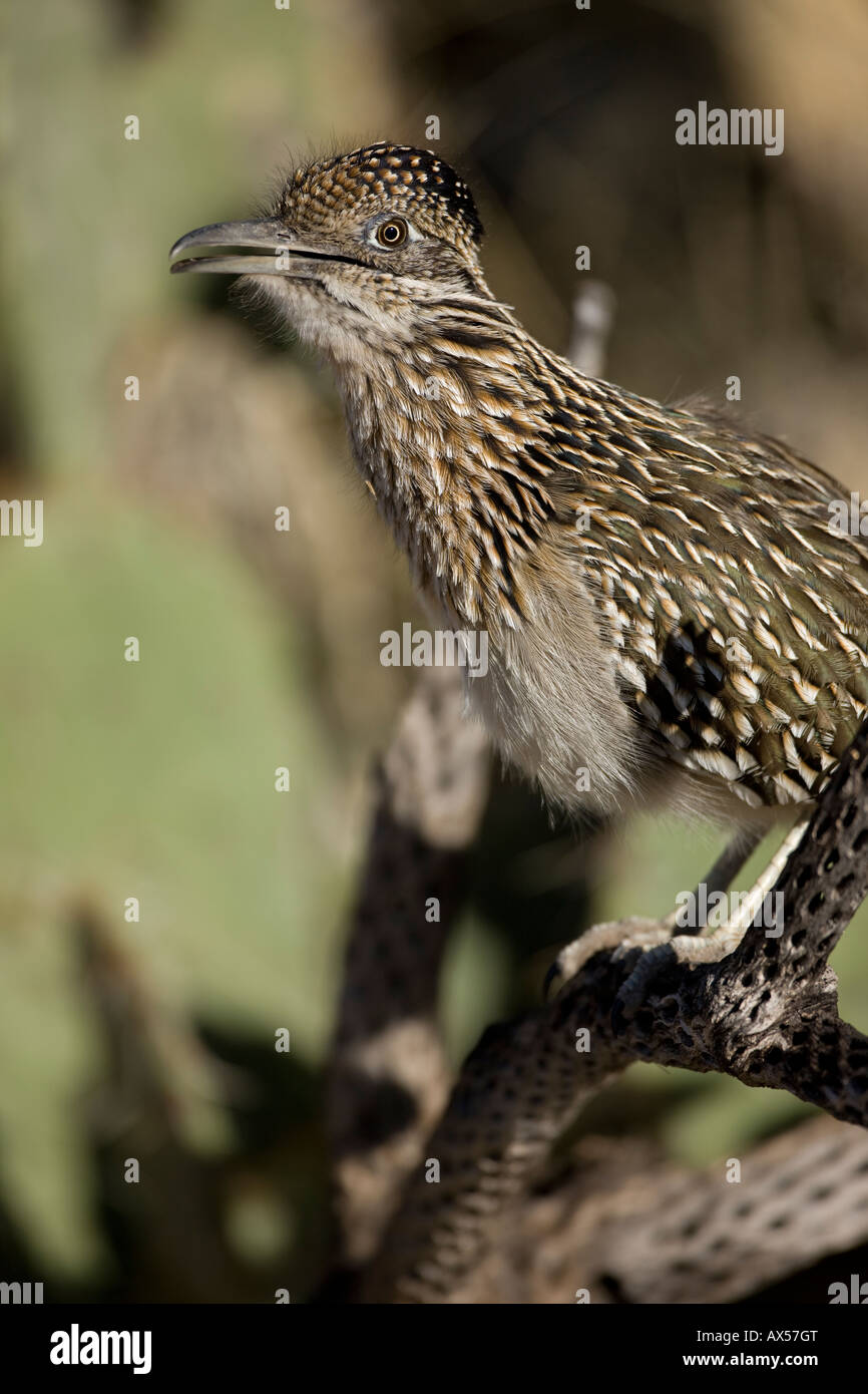 Greater Roadrunner Perched on branch in Sonoran Desert of Arizona Stock ...