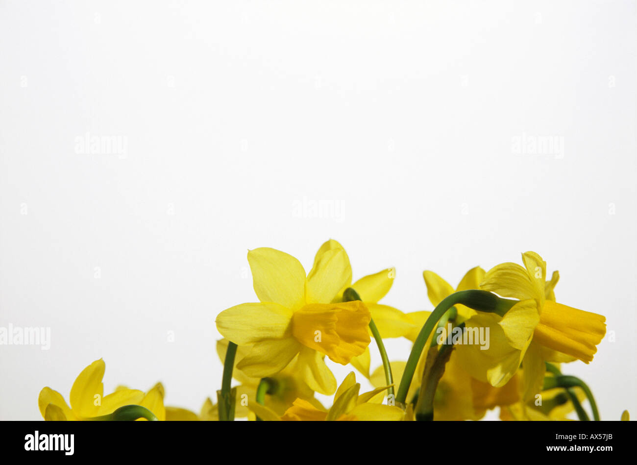 Spring bouquet yellow flowers Cut Out Stock Images & Pictures - Alamy