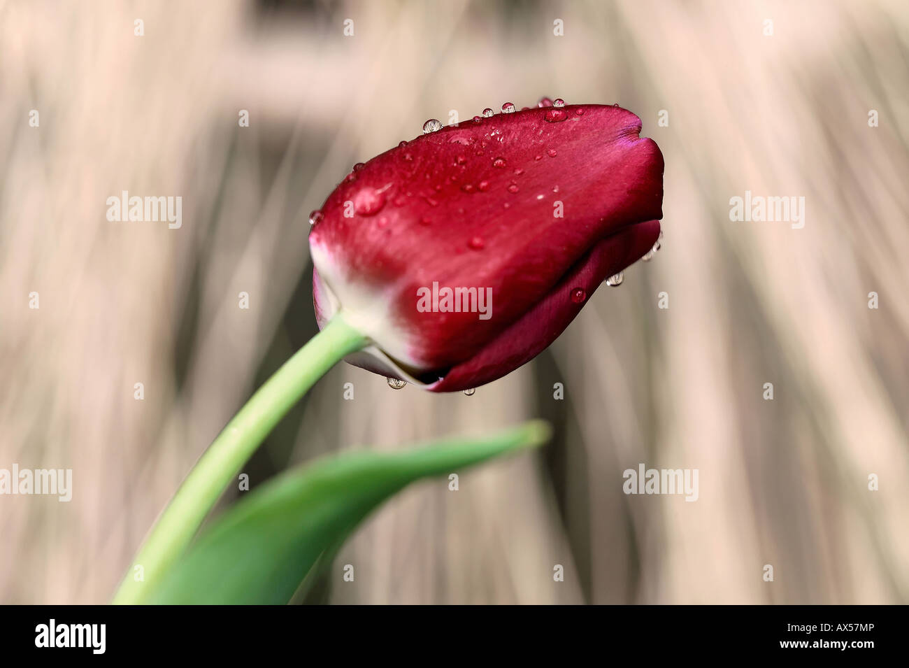 deep red tulip with raindrops and showing blurred stem and background ...