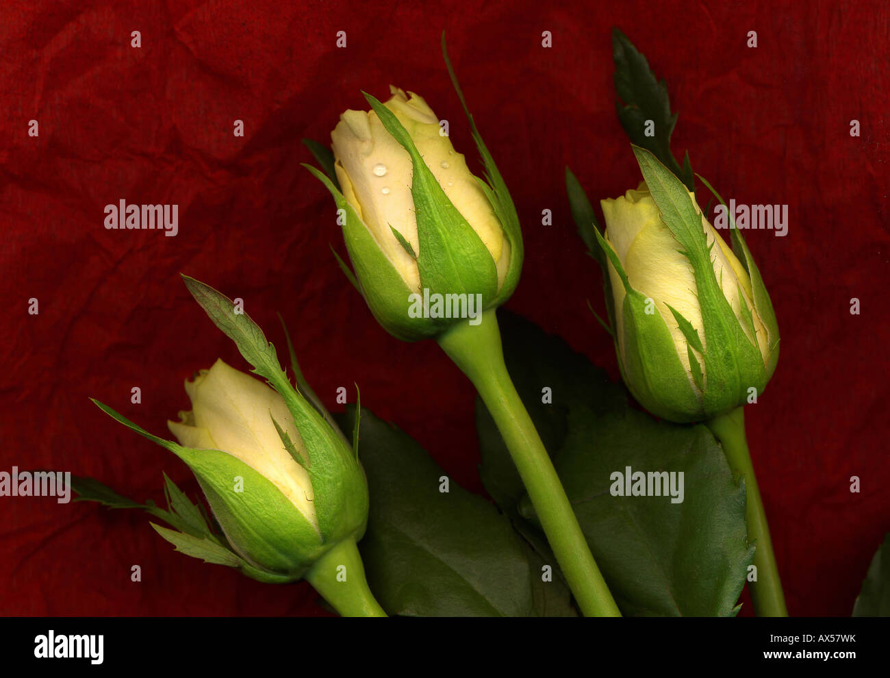 three yellow rosebuds placed on red background Stock Photo - Alamy