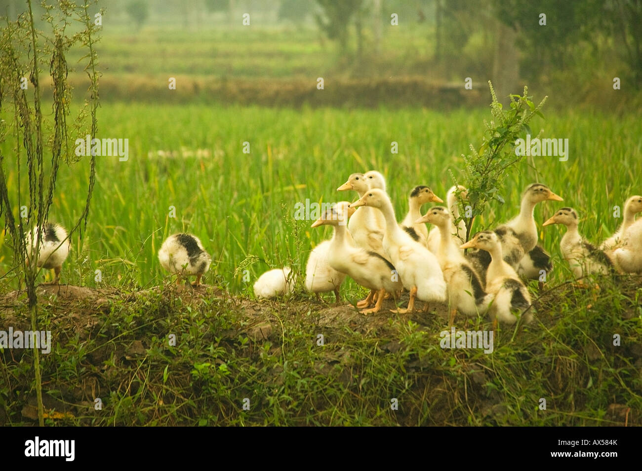 Young ducklings roaming Stock Photo - Alamy