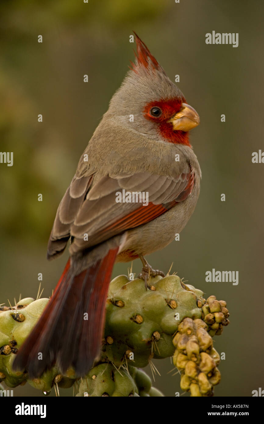 Pyrrhuloxia hi-res stock photography and images - Alamy