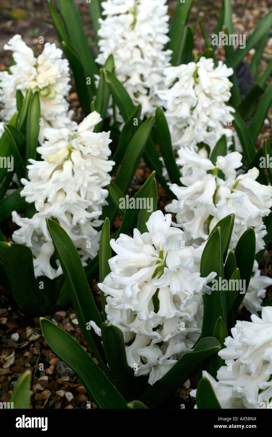 HYACINTHUS ORIENTALIS 'AIOLOS' Stock Photo - Alamy