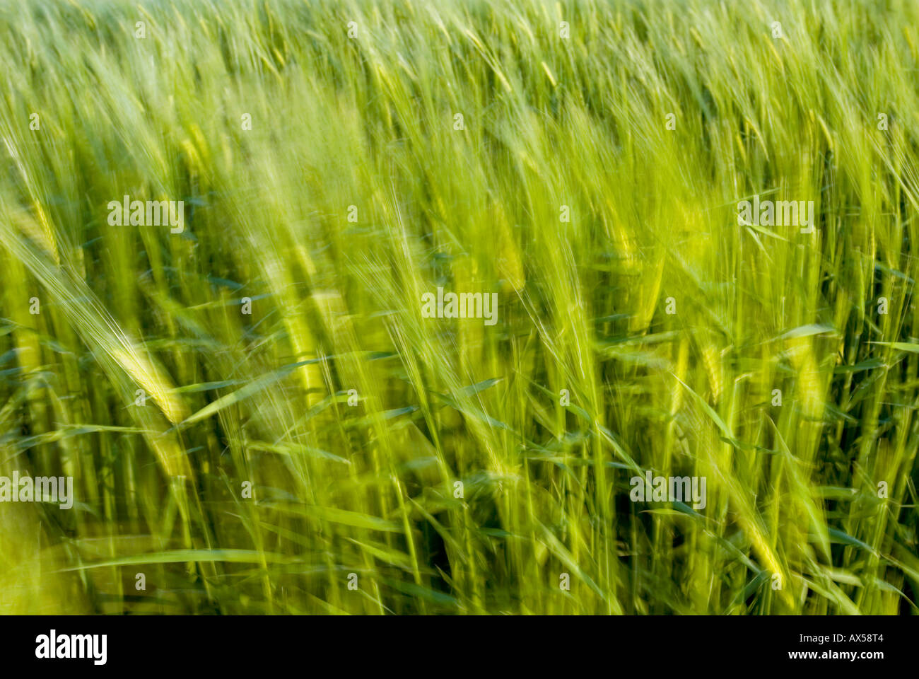 Windswept grain field Stock Photo - Alamy