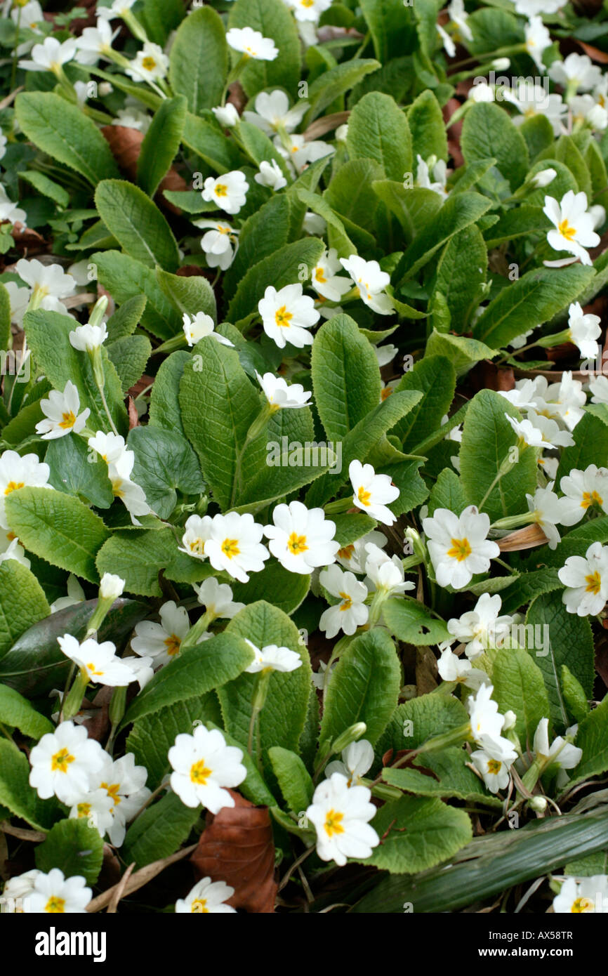 Cream primrose hi-res stock photography and images - Alamy