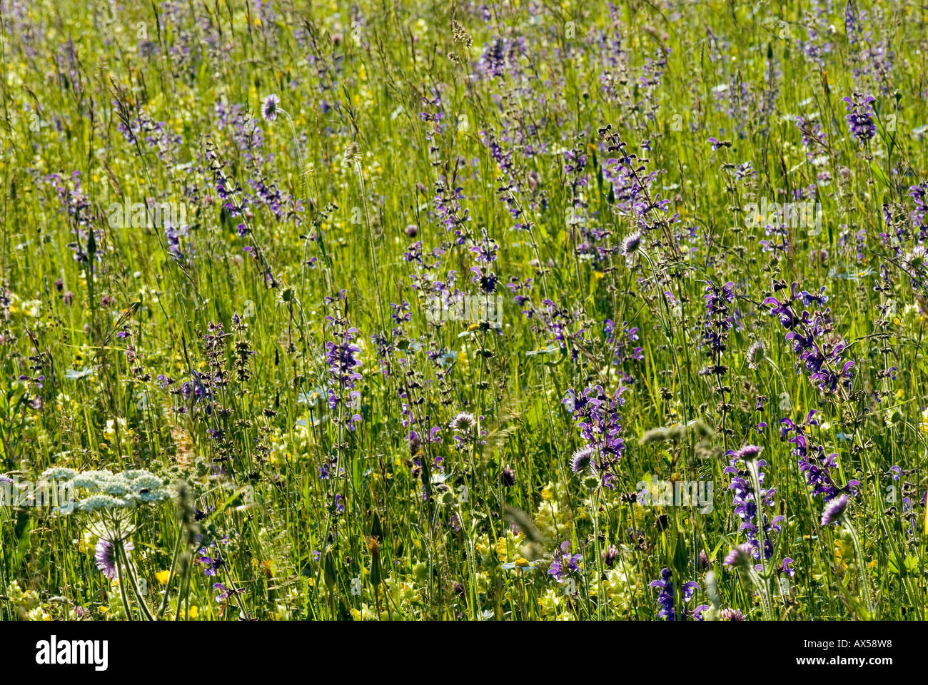 Clary plants hi-res stock photography and images - Alamy