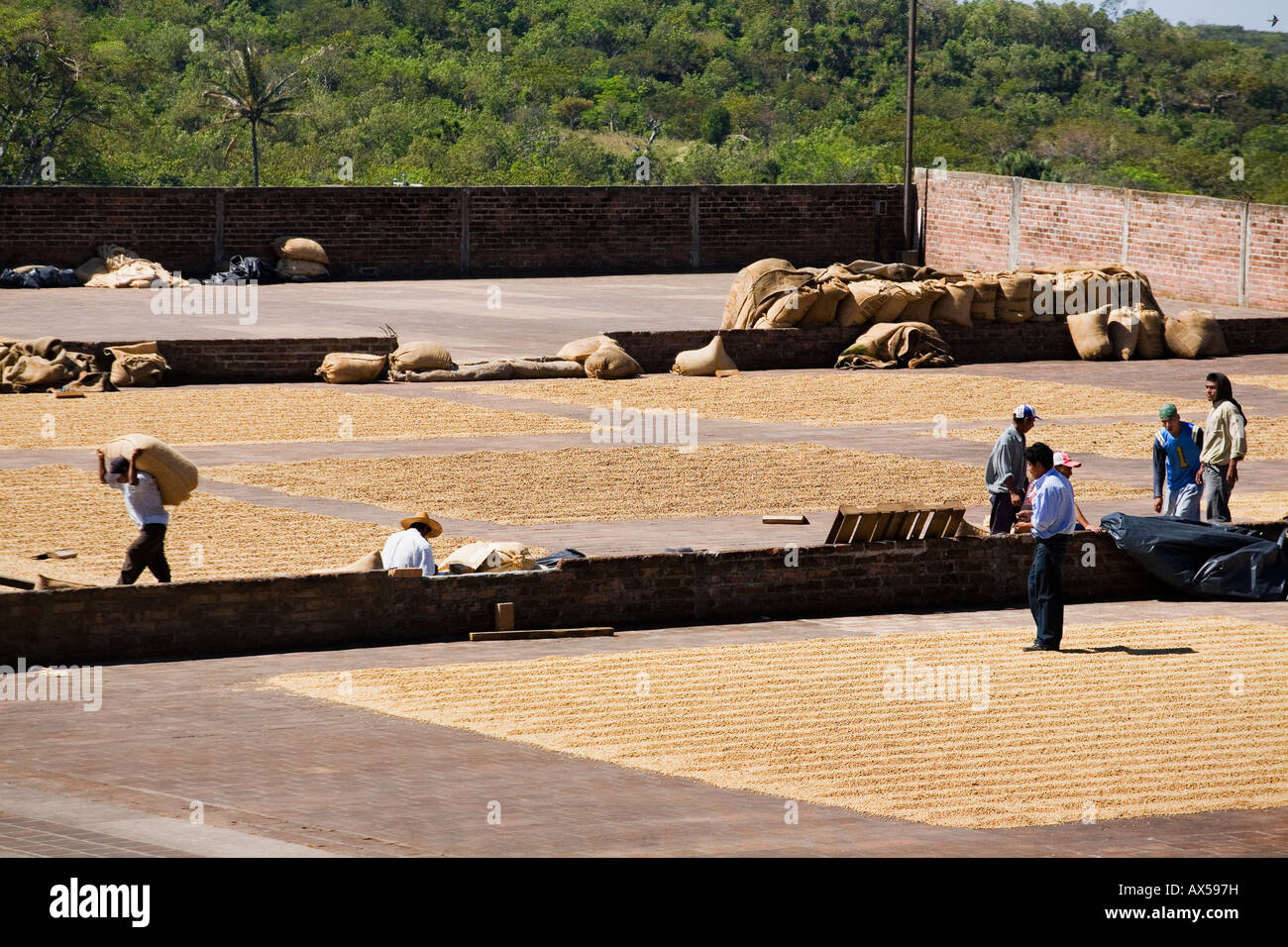 Drying patios at La Majada coffee cooperative El Salvador Stock Photo ...
