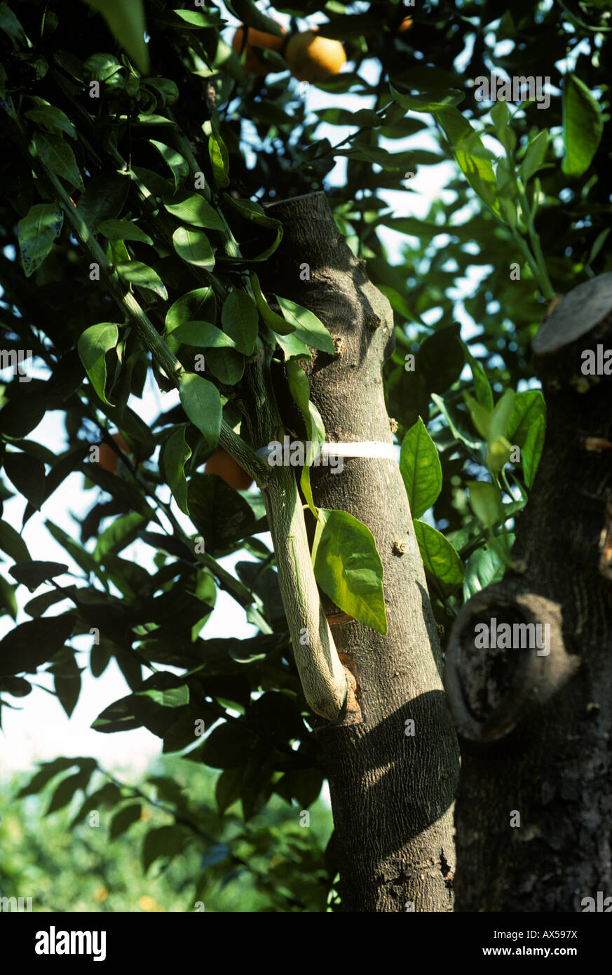 Branch grafted on to an old orange tree rootstock Spain Stock Photo - Alamy
