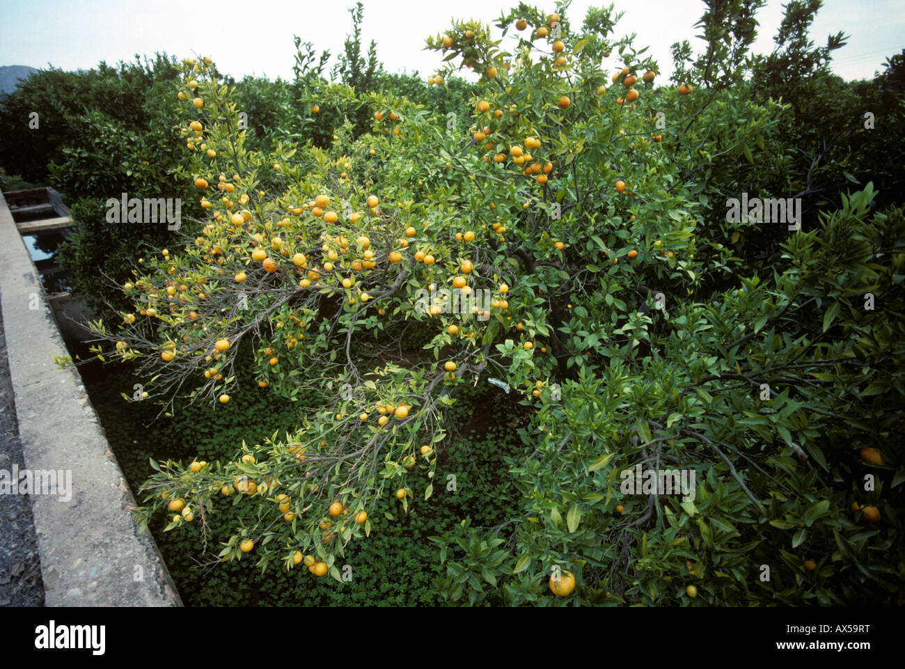 Weak dying clementine tree with basal rot Phytophthora citrophthora ...