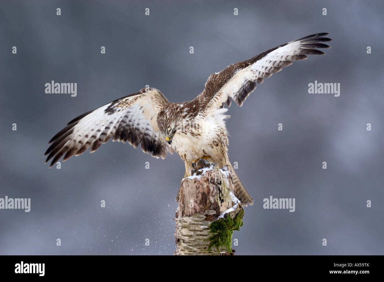 Common Buzzard (Buteo buteo) flapping wings Stock Photo - Alamy