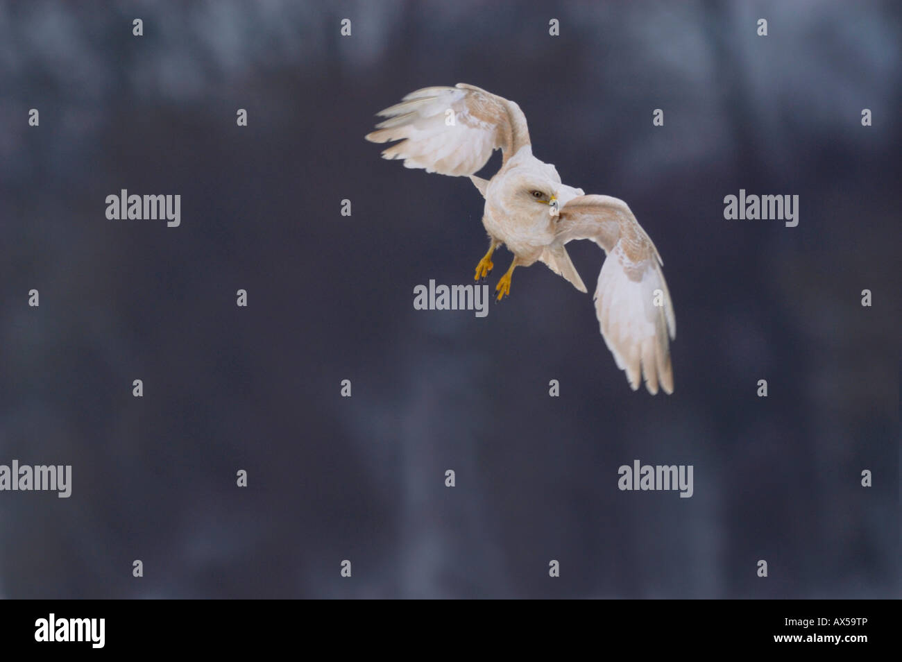 White Common Buzzard (Buteo buteo), flying Stock Photo - Alamy