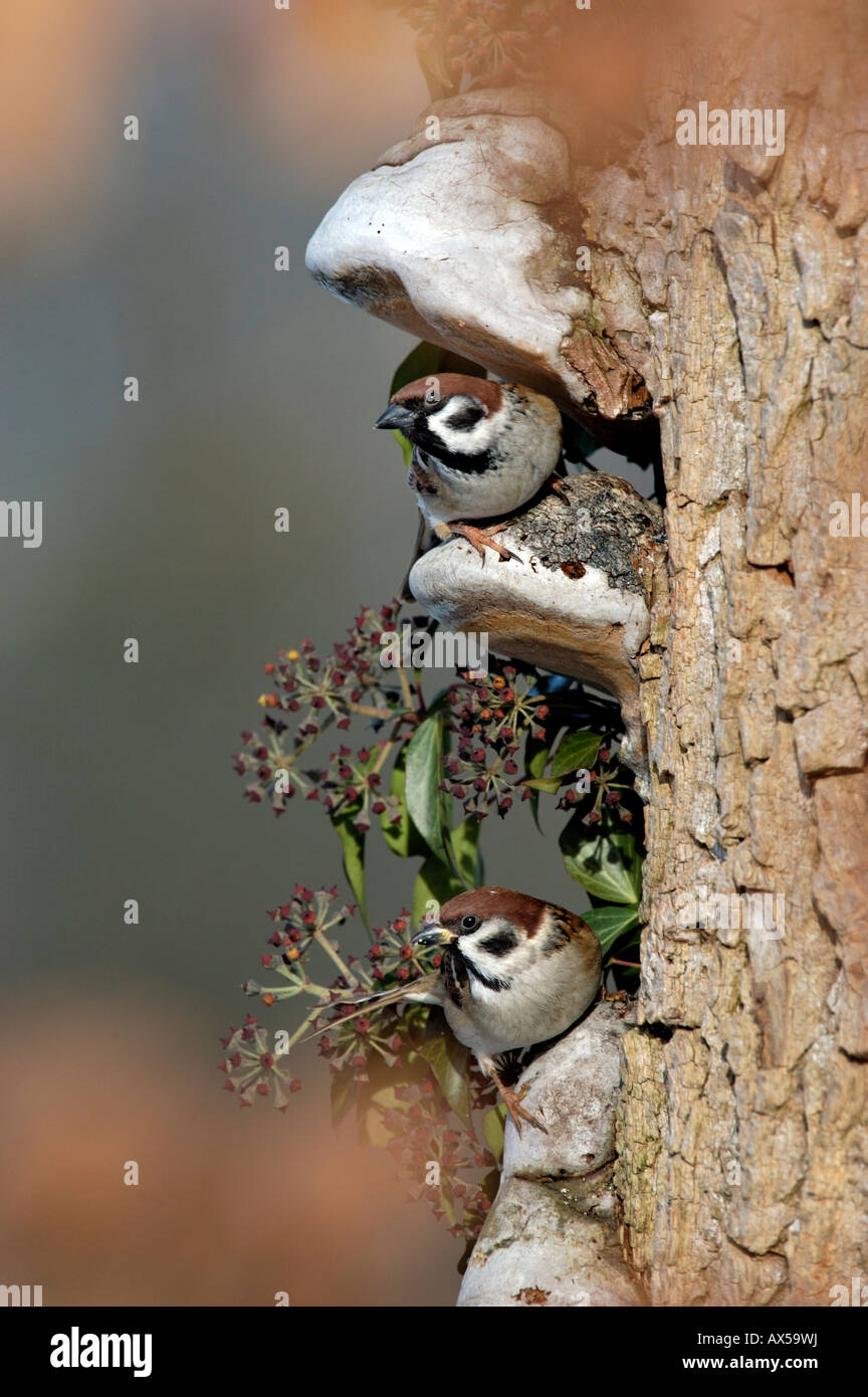 Passeriformes singvogel hi-res stock photography and images - Alamy