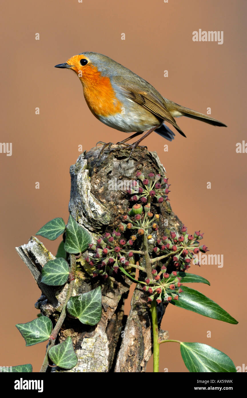 Robin (Erithacus rubecula) on perch Stock Photo - Alamy