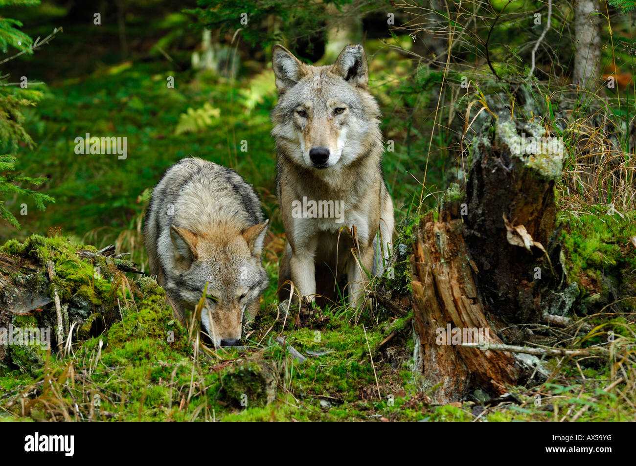 Gray wolf (Canis lupus Stock Photo - Alamy