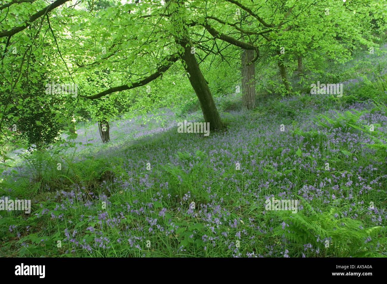 A carpet of Blue bells Colby Woodland Gardens Amroth Pembrokeshire ...