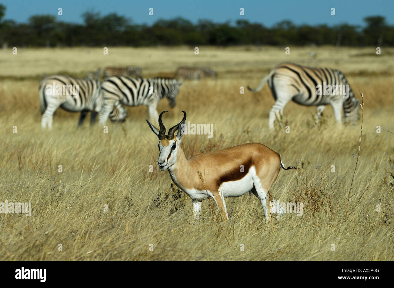 Springbok Antelope (Antidorcas marsupialis) with Plains Zebras (Equus ...