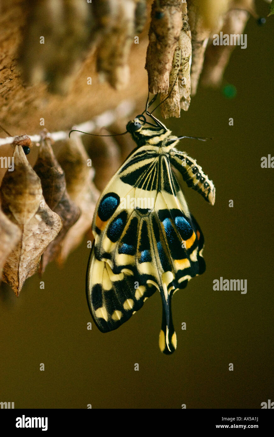 Newly emerged large Emperor Swallowtail butterfly hangs from a cocoon ...