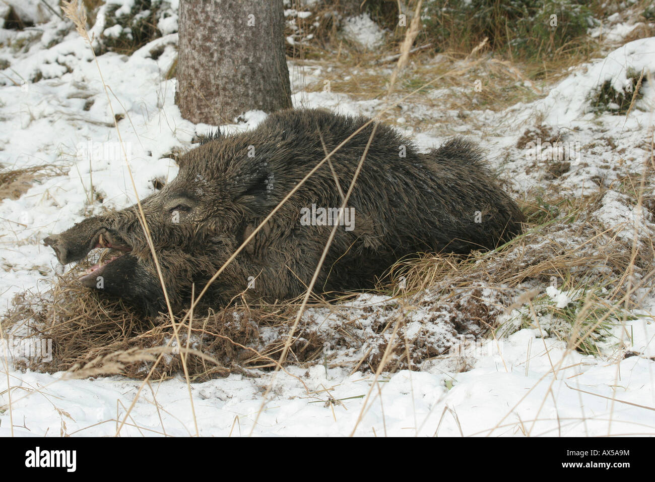 Wildschwein Keiler Im Winter High Resolution Stock Photography and ...
