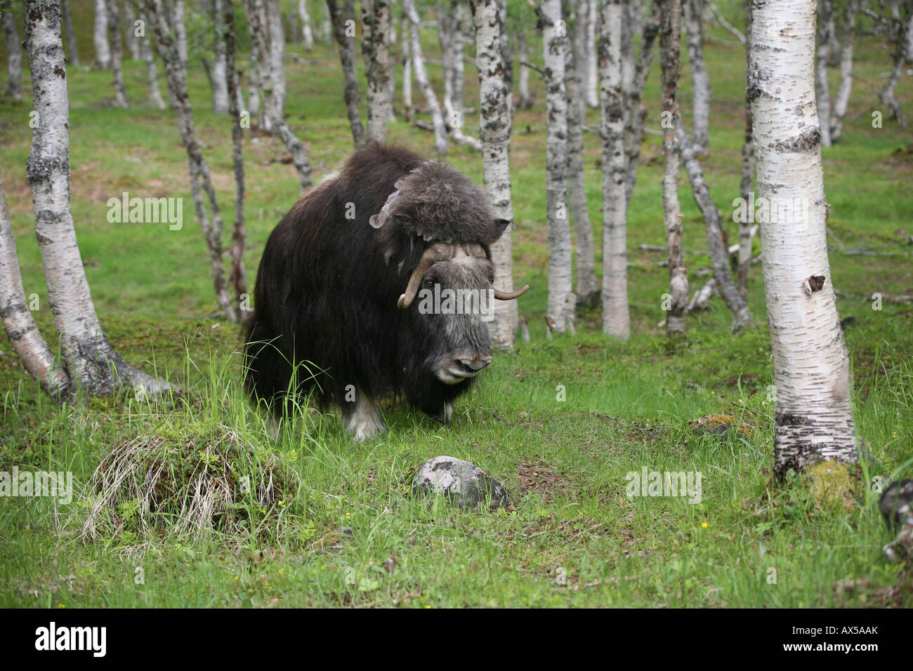 Musk ox in forest hi-res stock photography and images - Alamy