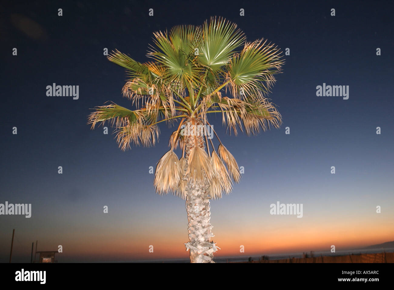 Palm tree lit with flash sun setting Stock Photo - Alamy