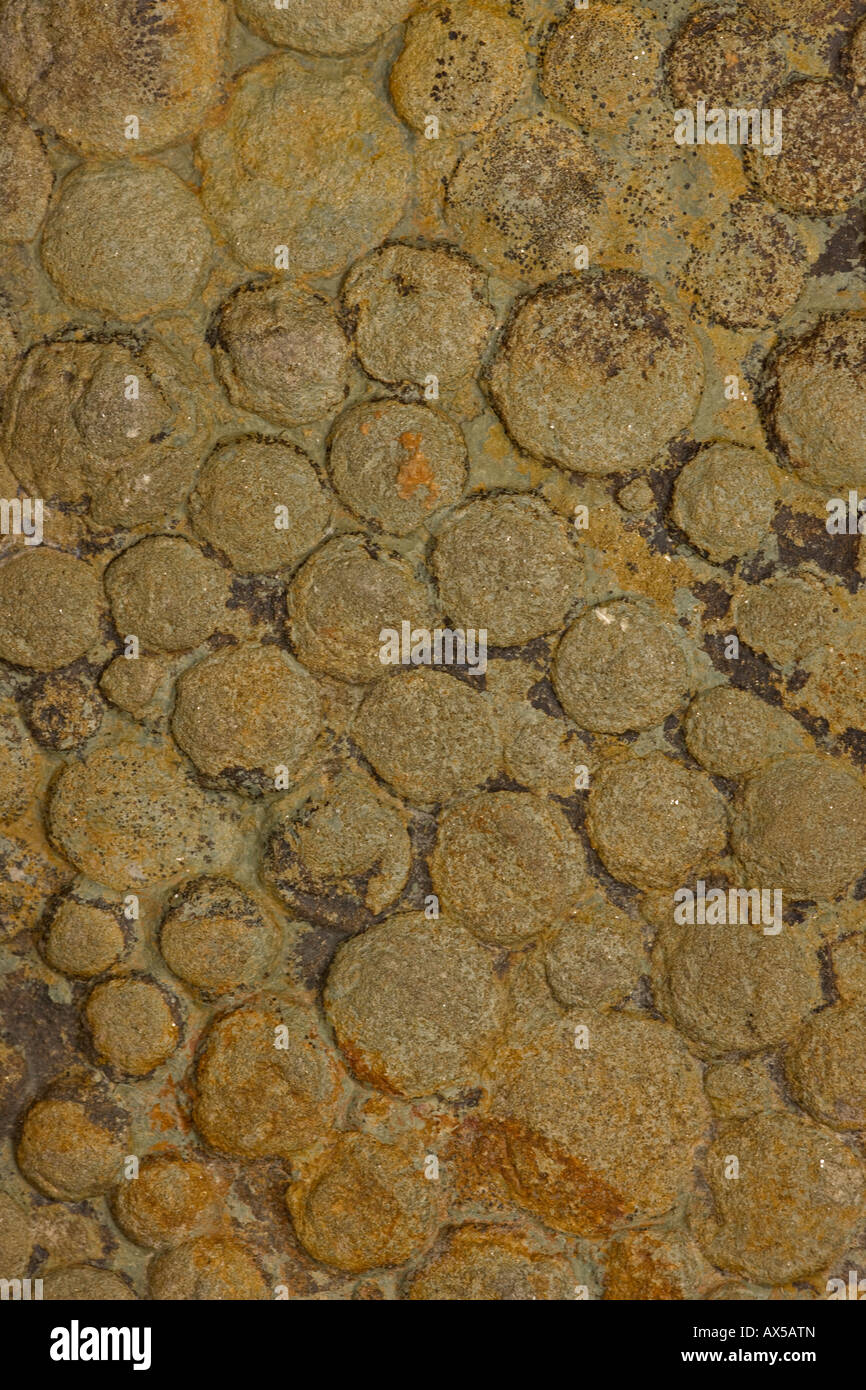 Jellyfish fossil hi-res stock photography and images - Alamy