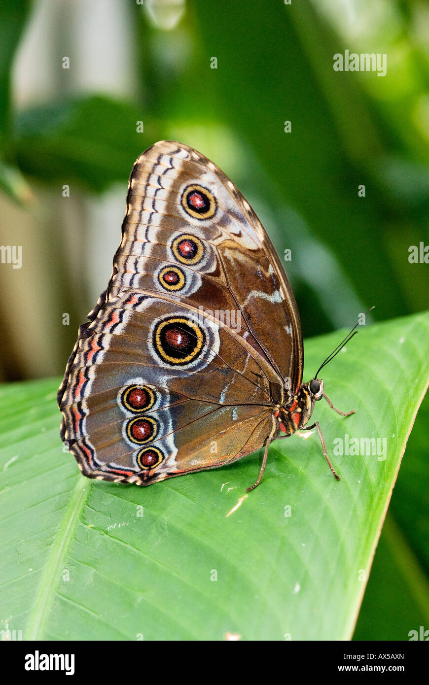 Butterfly shaped leaf hi-res stock photography and images - Alamy