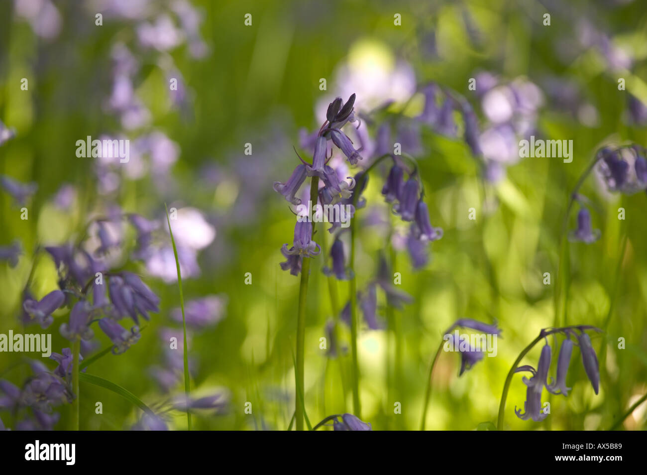 Colby High Resolution Stock Photography and Images - Alamy