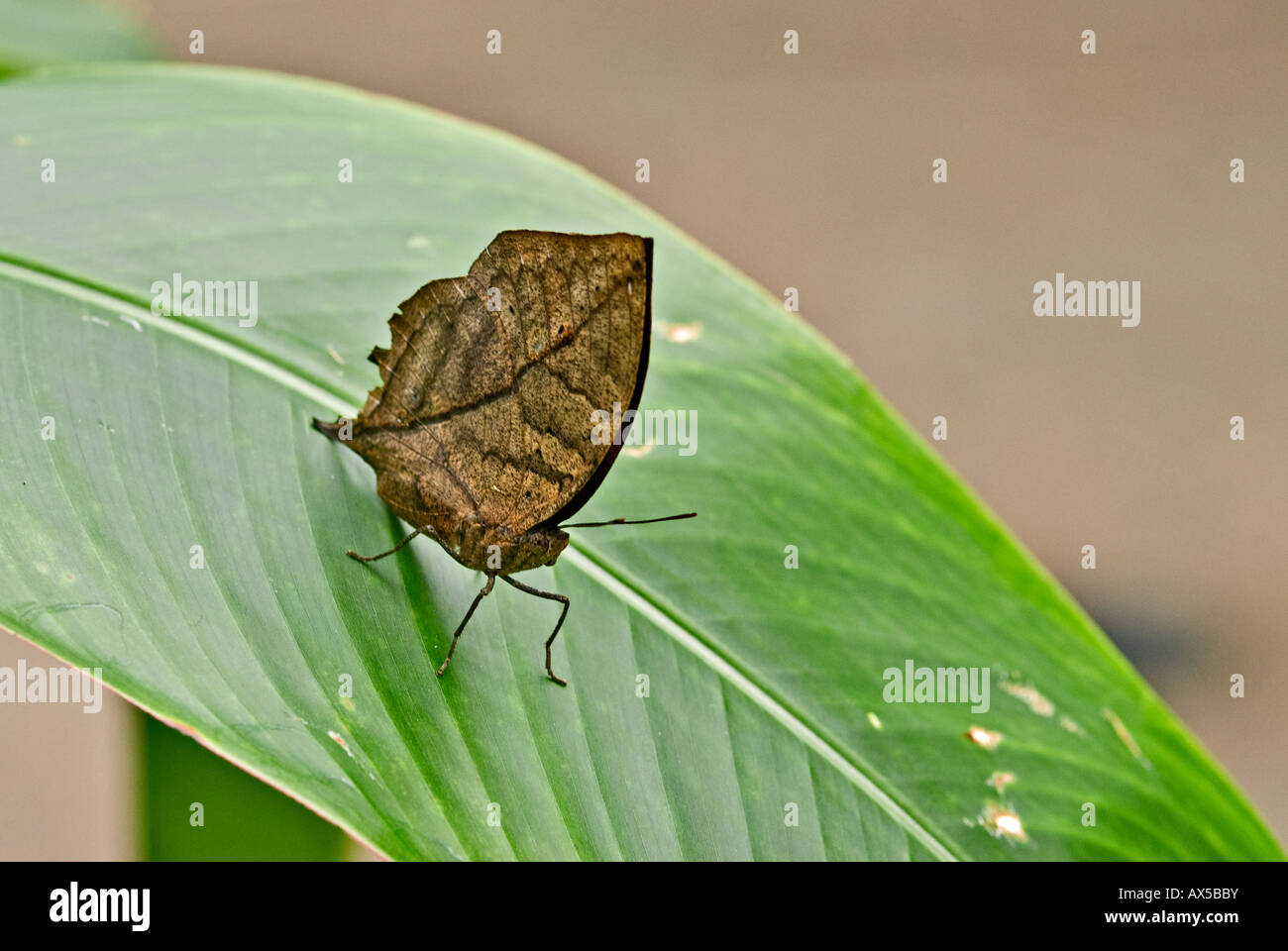 Indian dead leaf butterfly with closed wings on green shiny leaf Stock ...