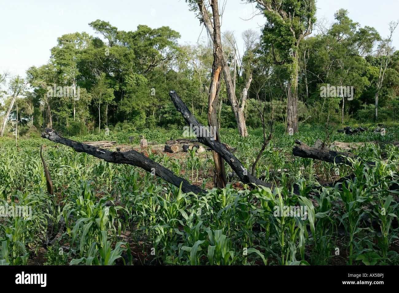 Corn- and cassava field, freshly-cleared rainforest, Asunción, Paraguay ...