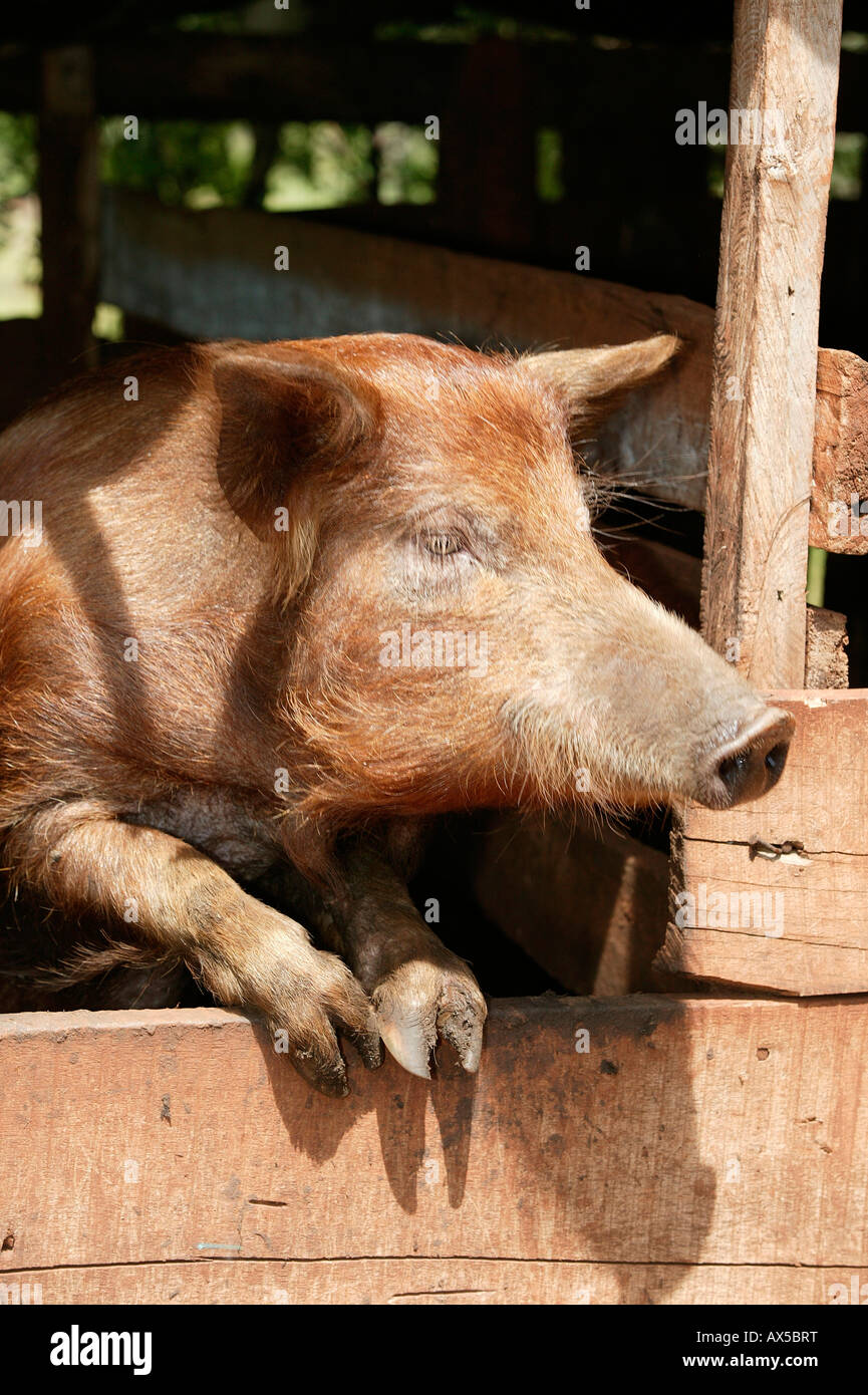 Pig (sus scrofa domesticus) looking out of its barn, Paraguay, South ...