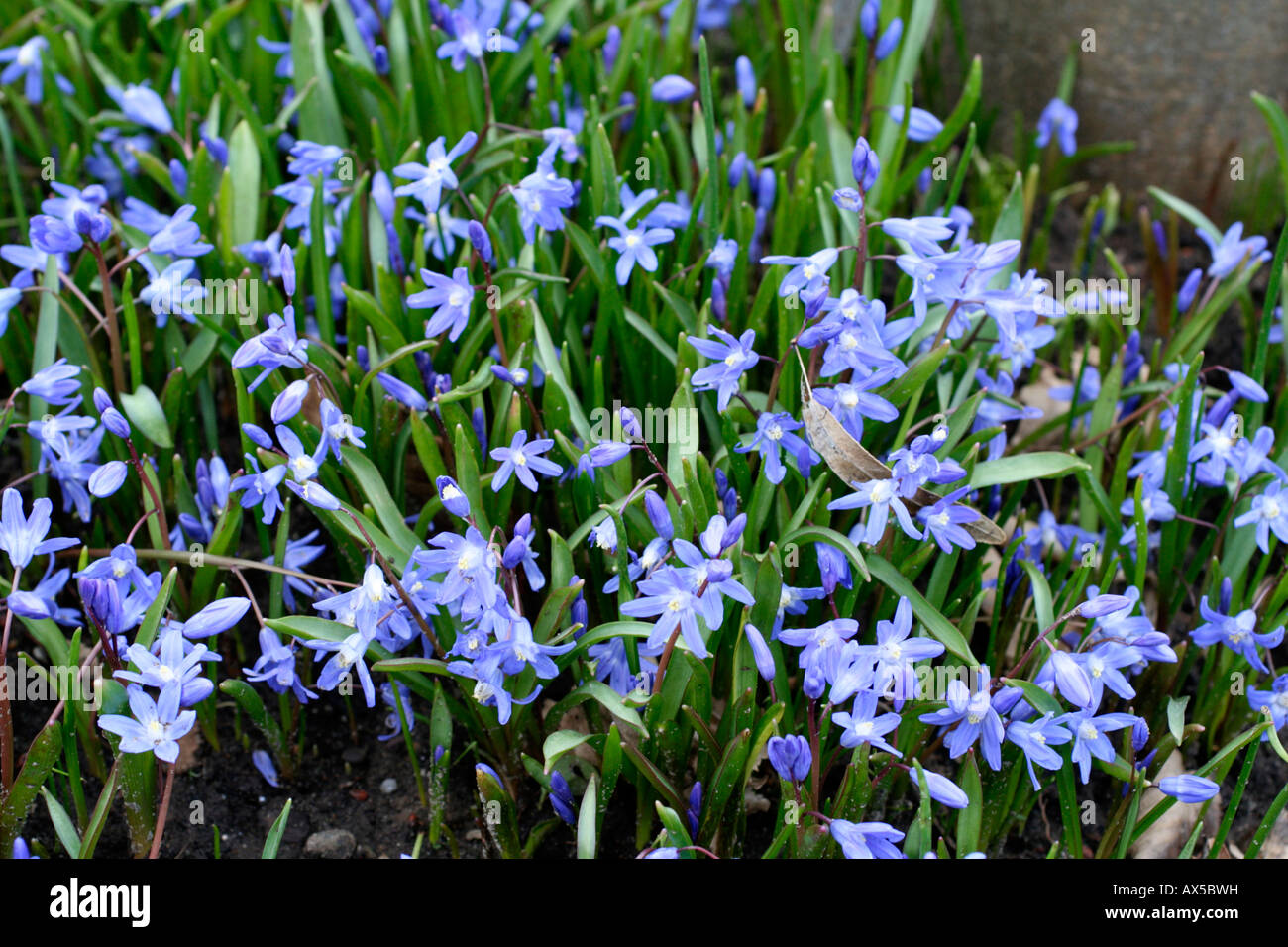 Bulb species hi-res stock photography and images - Alamy