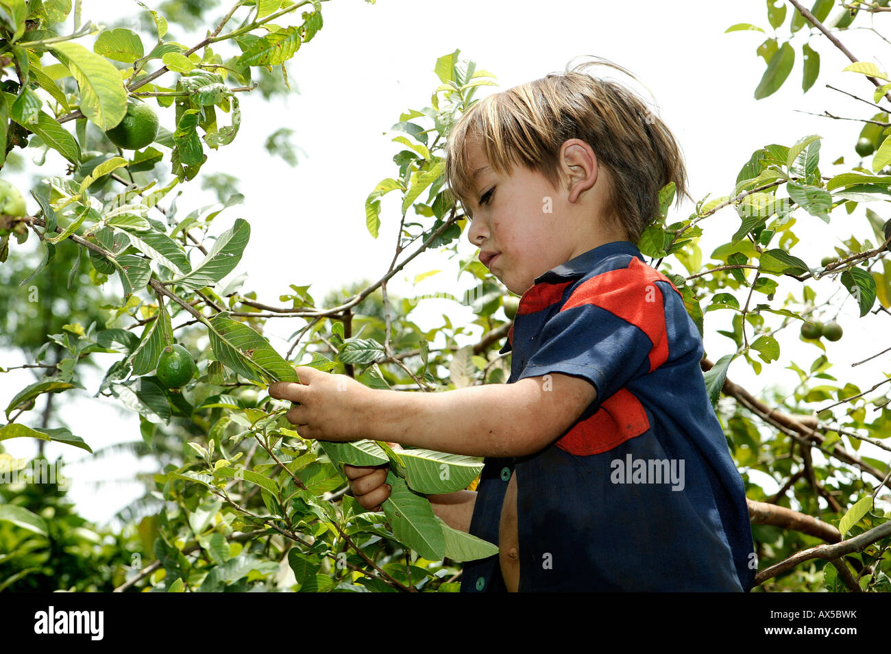 Hispanic kid plant tree hi-res stock photography and images - Alamy