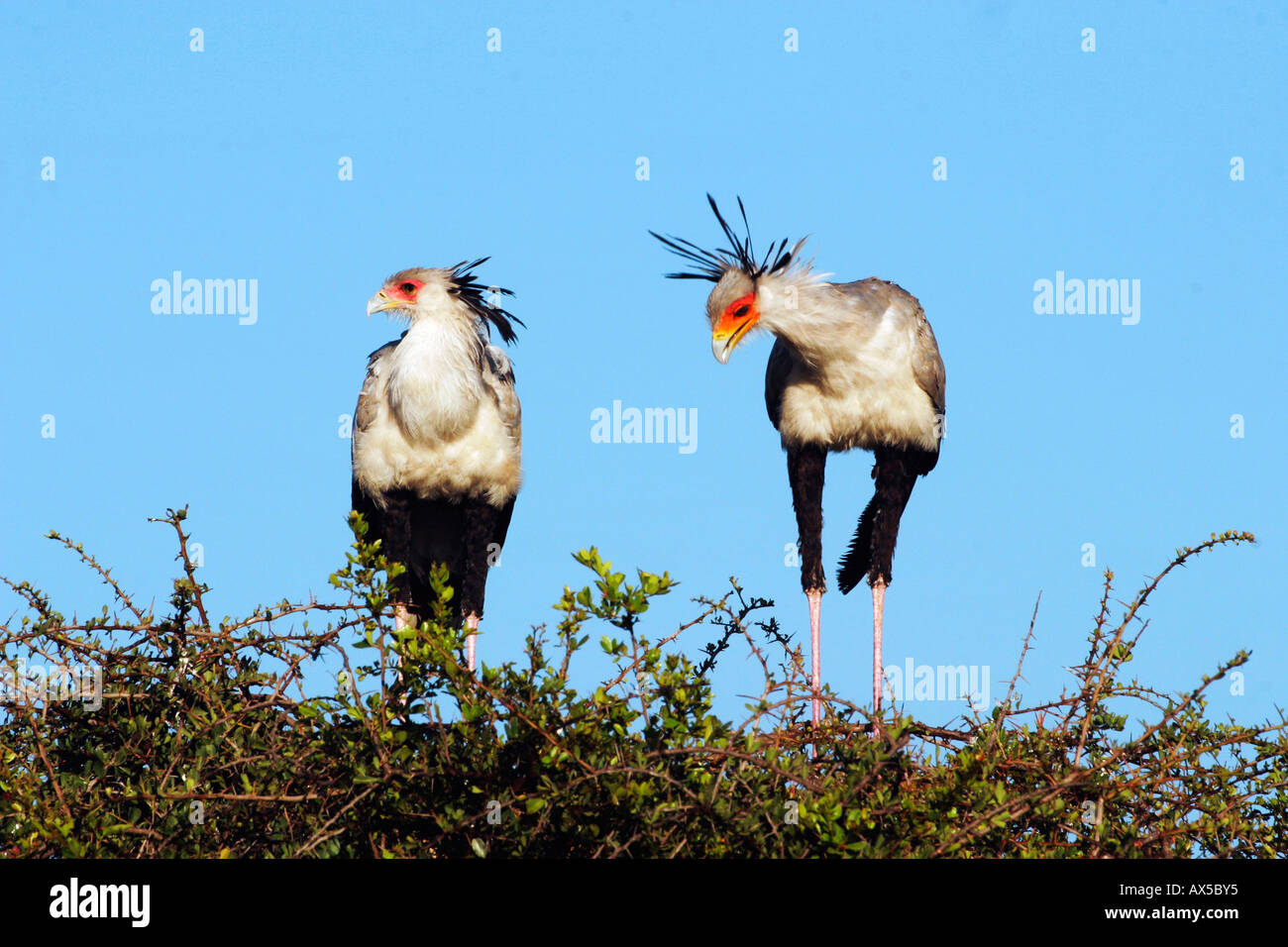 Pair secretary birds hi-res stock photography and images - Alamy
