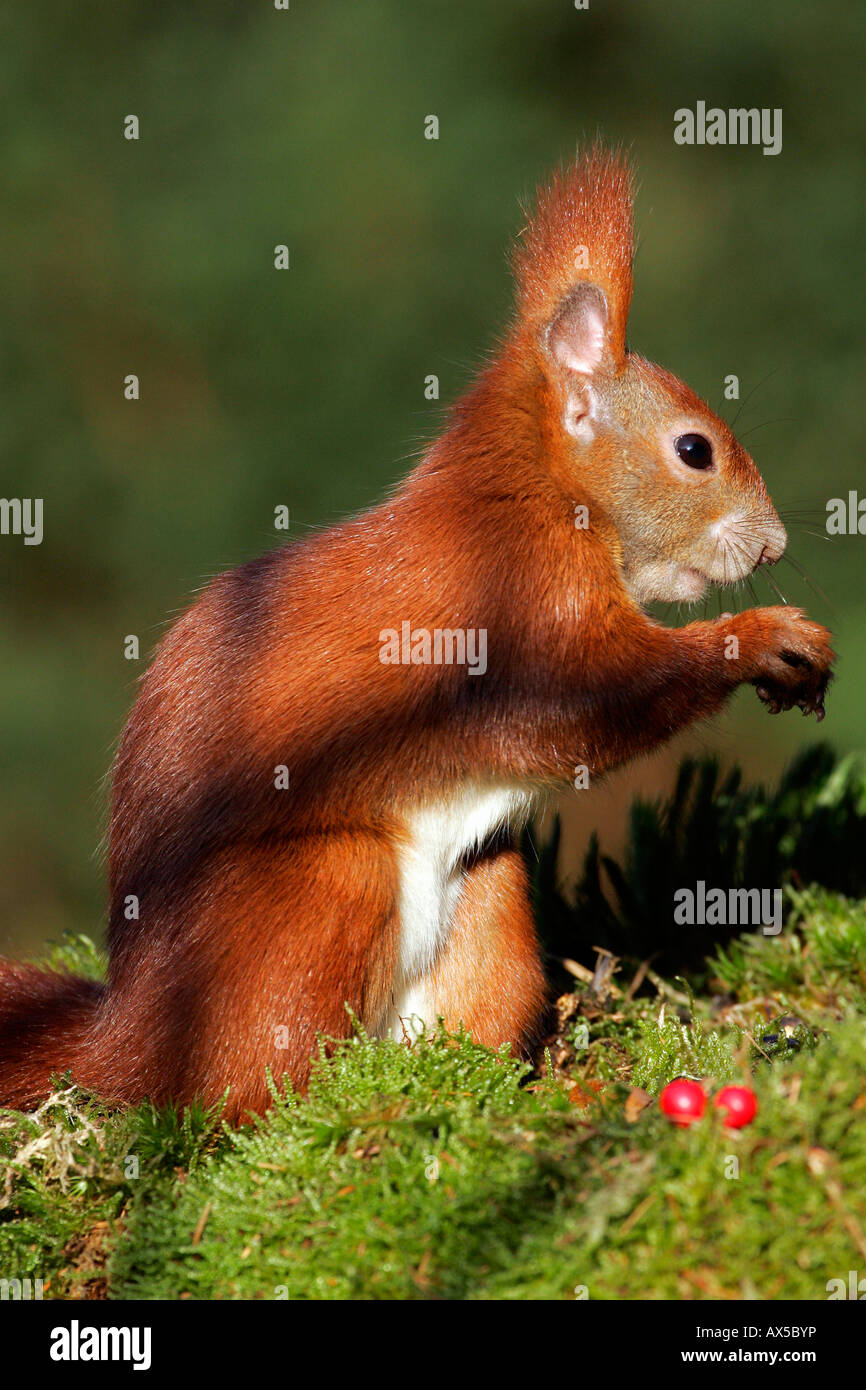 European red squirrel ( Sciurus vulgaris Stock Photo - Alamy