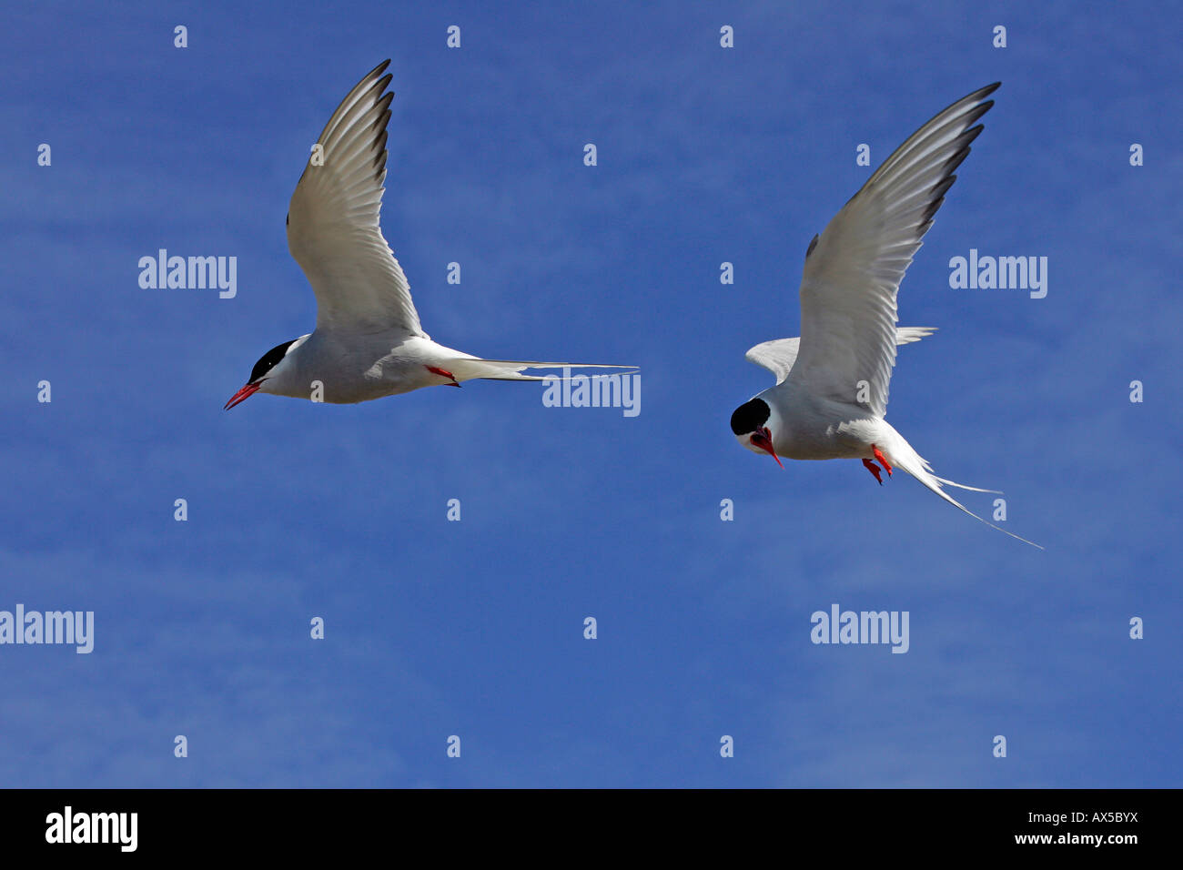 Flying arctic terns (Sterna paradisaea Stock Photo - Alamy