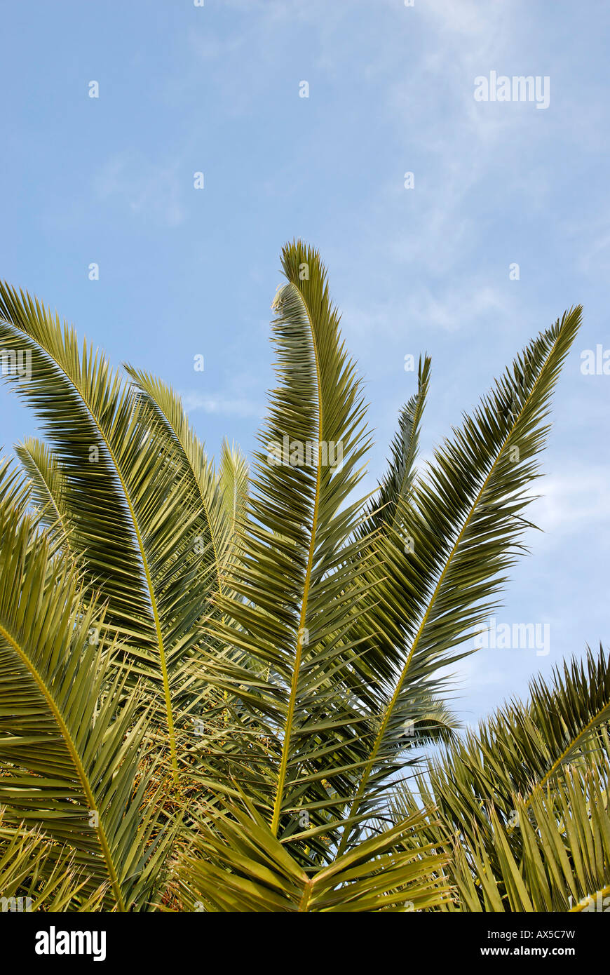 Palm garden south coast Sicily Italy Stock Photo - Alamy