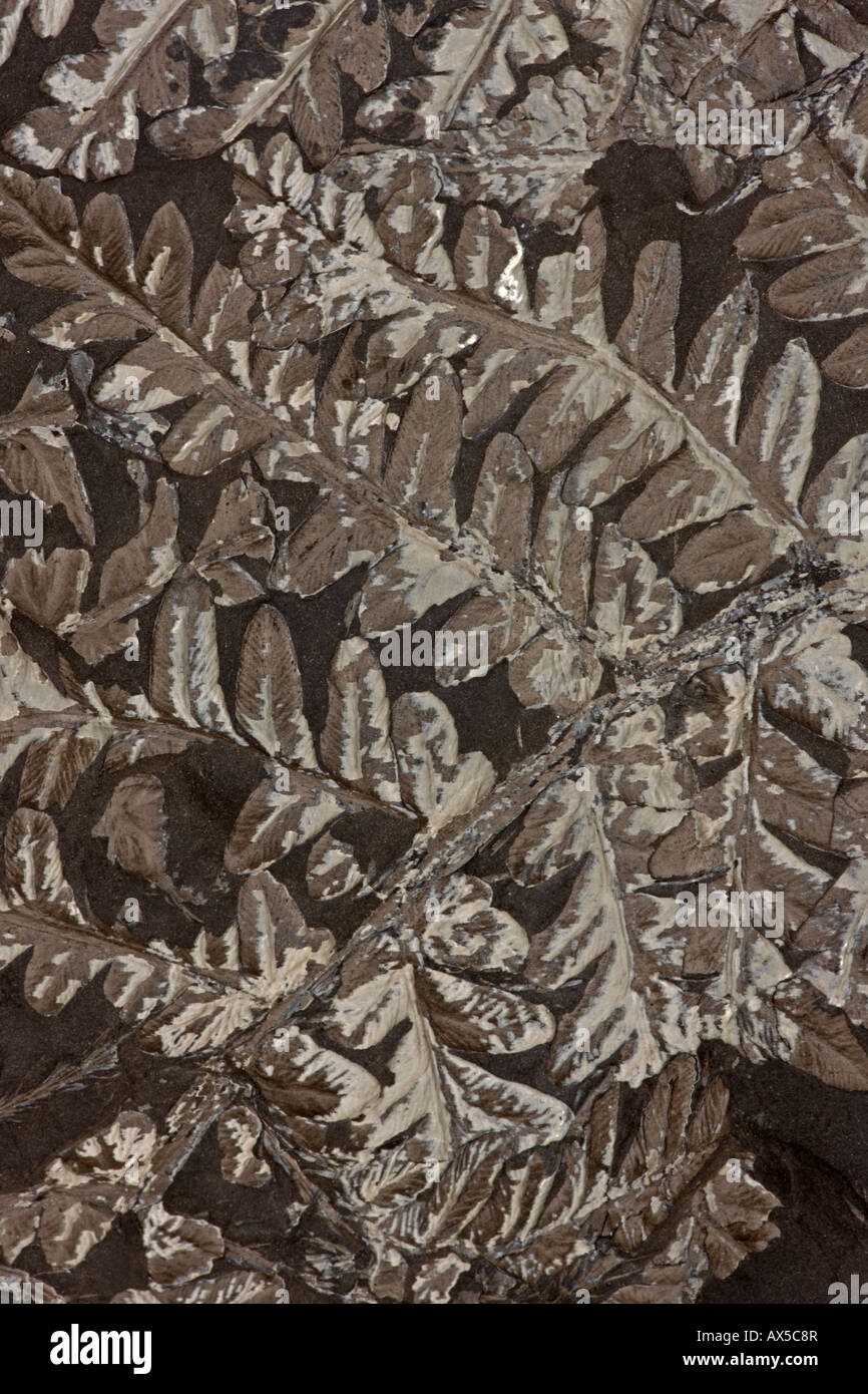 Neuropteris hi-res stock photography and images - Alamy