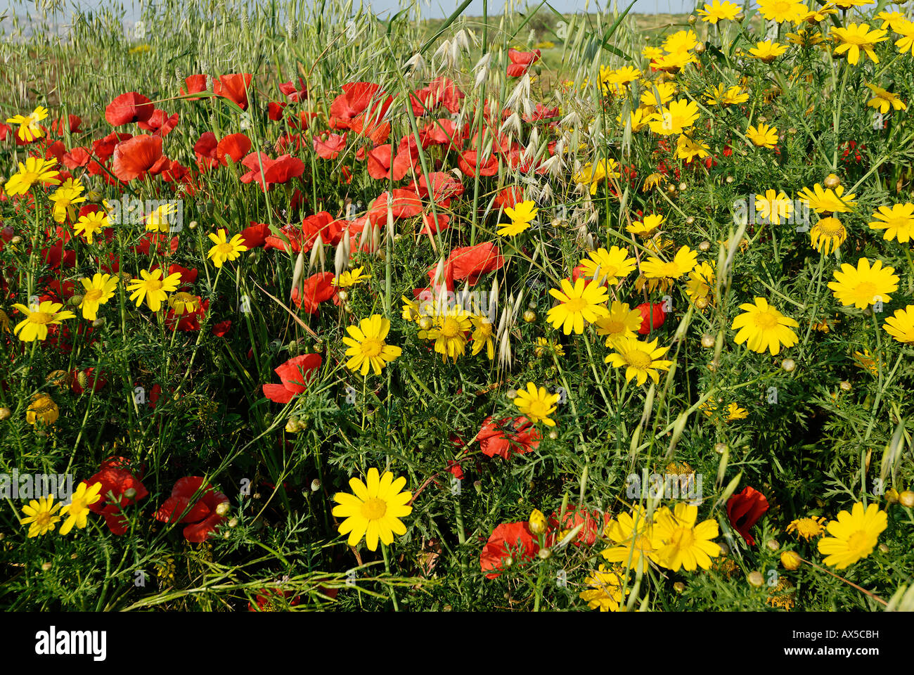 Flower meadow south coast Sicily Italy Stock Photo - Alamy