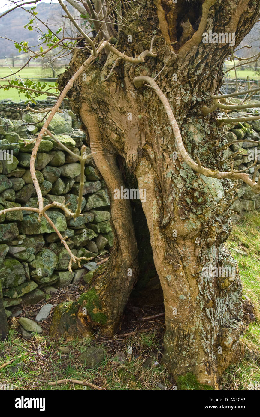 A hollow tree, Cumbria, UK Stock Photo - Alamy