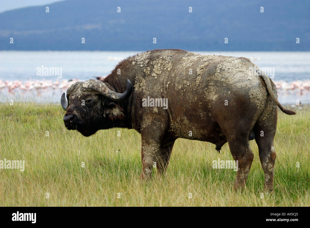 African Buffalo Stock Photo - Alamy
