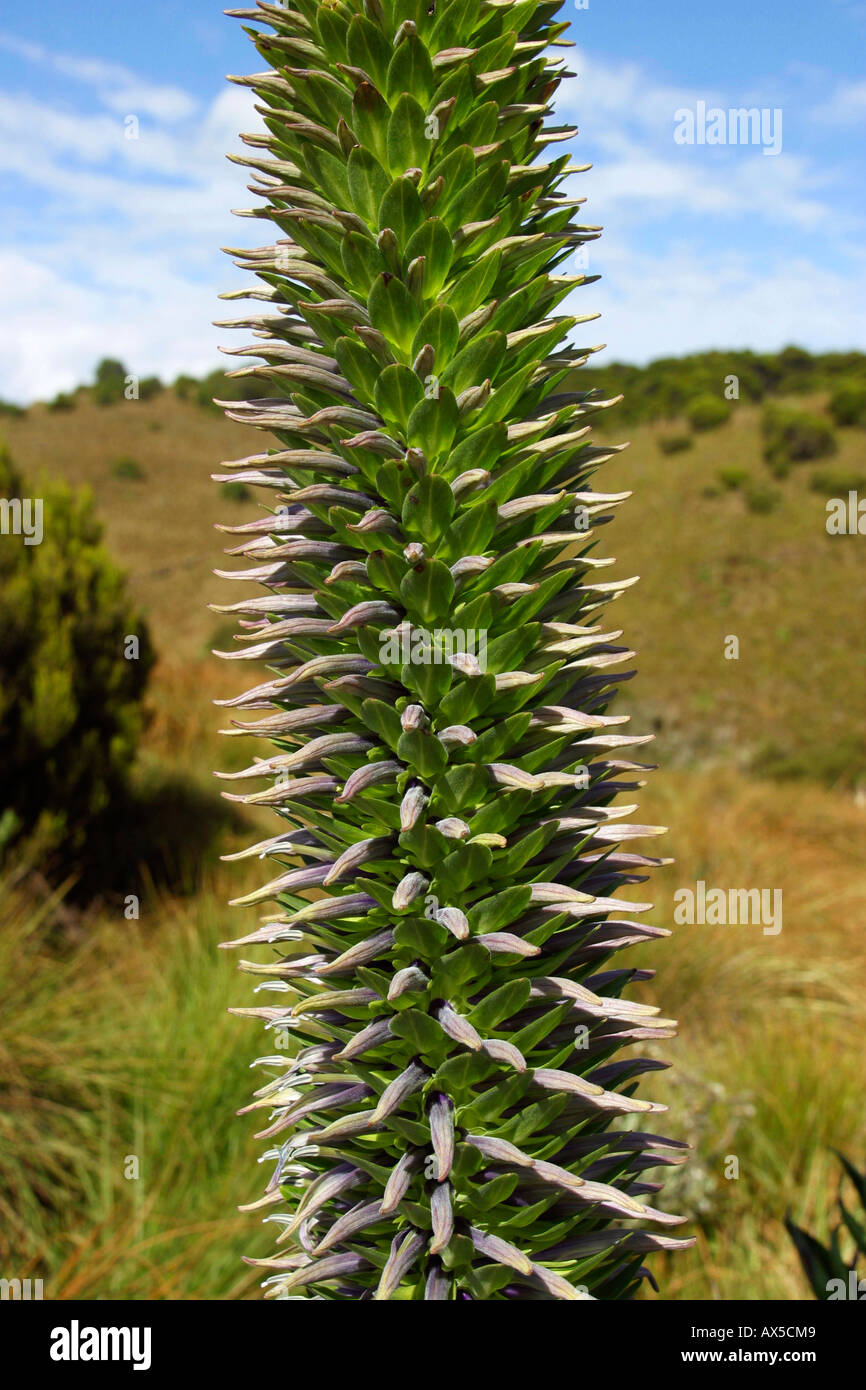 Giant Groundsel Stock Photo - Alamy