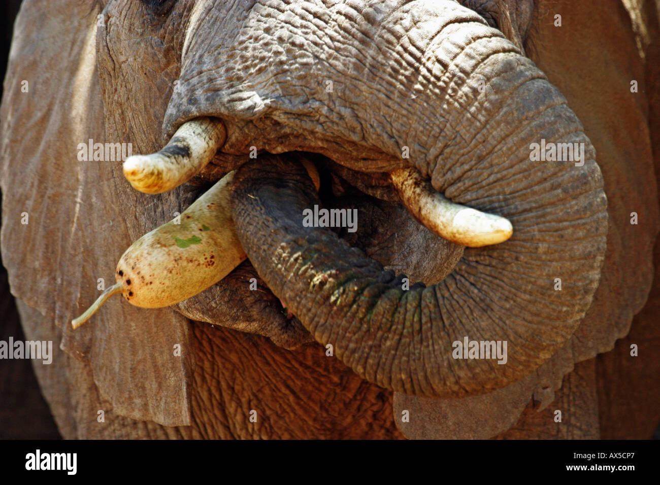 African elephant fruit hi-res stock photography and images - Alamy