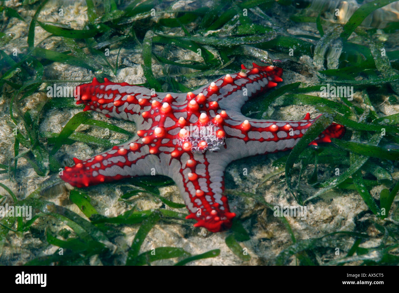 Asterias rubens red starfish hi-res stock photography and images - Alamy