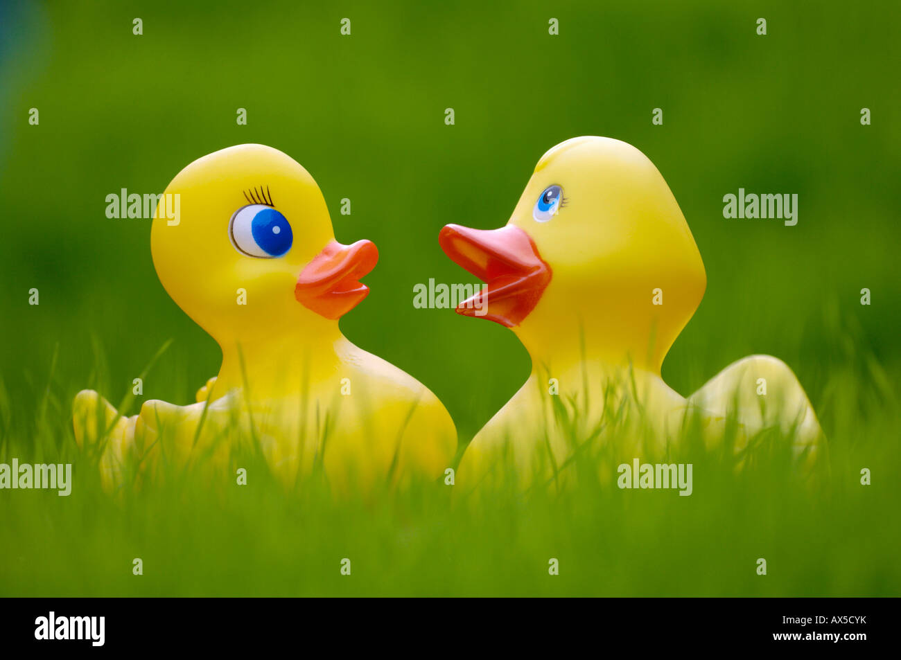 Rubber Duck Couple High Resolution Stock Photography and Images - Alamy