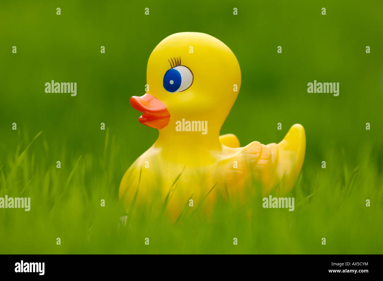 Rubber ducky hi-res stock photography and images - Alamy