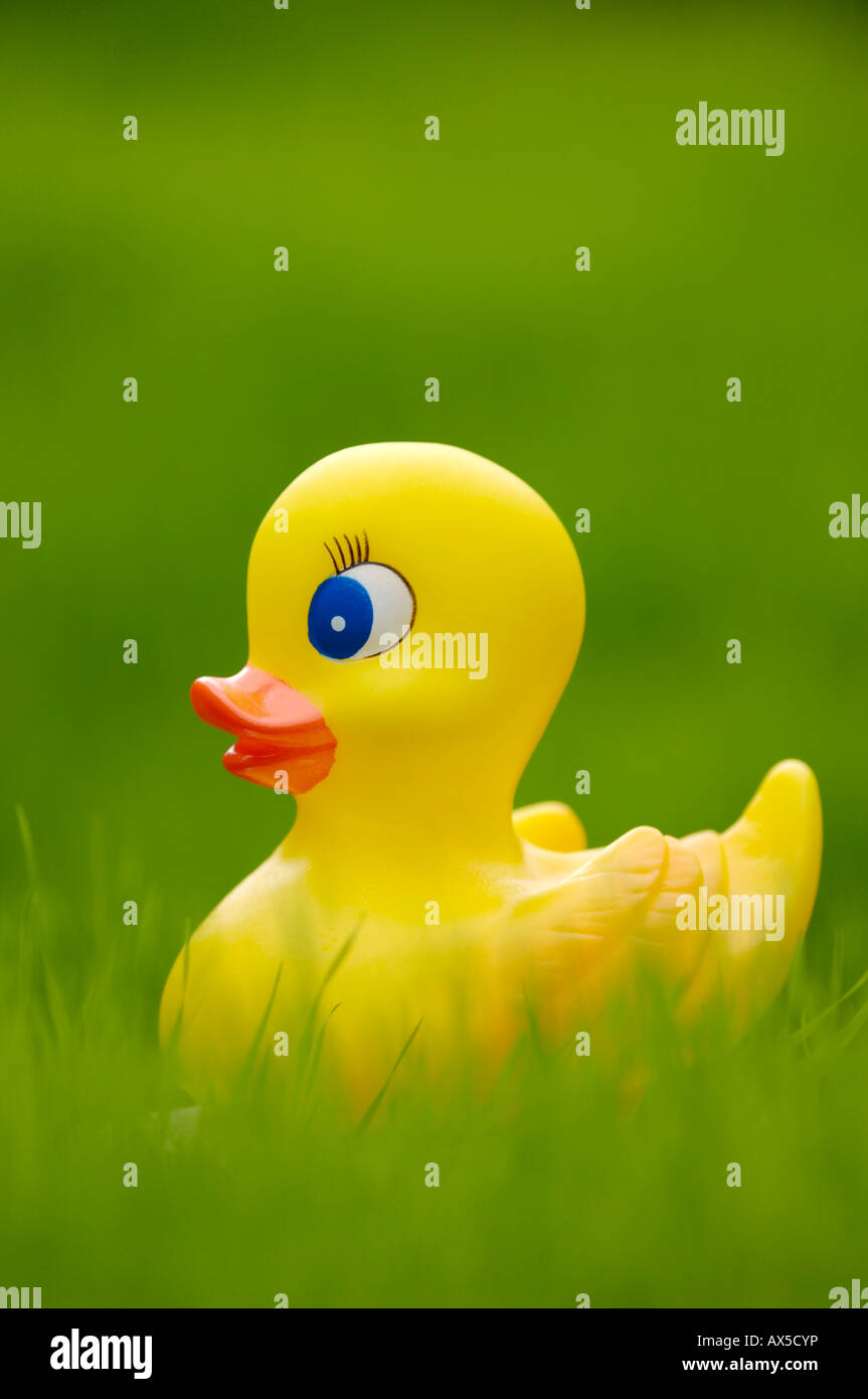 Ducky hi-res stock photography and images - Alamy